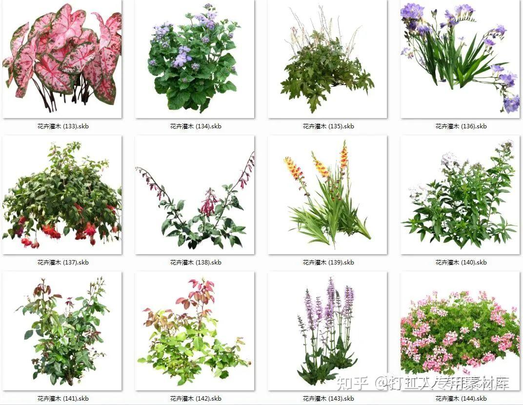 超全SU常用植物库素材大合集（2D、3D的写实风手绘风树木、灌木、花卉、盆栽均有） - 知乎