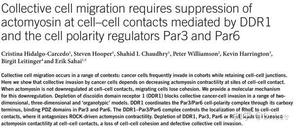 Collective cell migration - 知乎