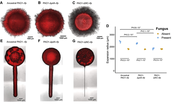 Current Biology︱王钢/David R. Johnson团队合作揭示真菌菌丝维持环境中微生物多样性的新机制 - 知乎