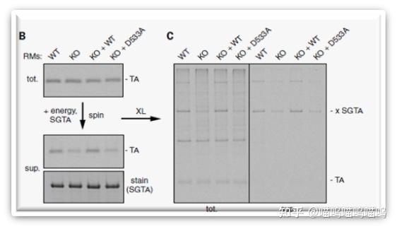 文献分享| The endoplasmic reticulum P5A-ATPase is a transmembrane helix ...