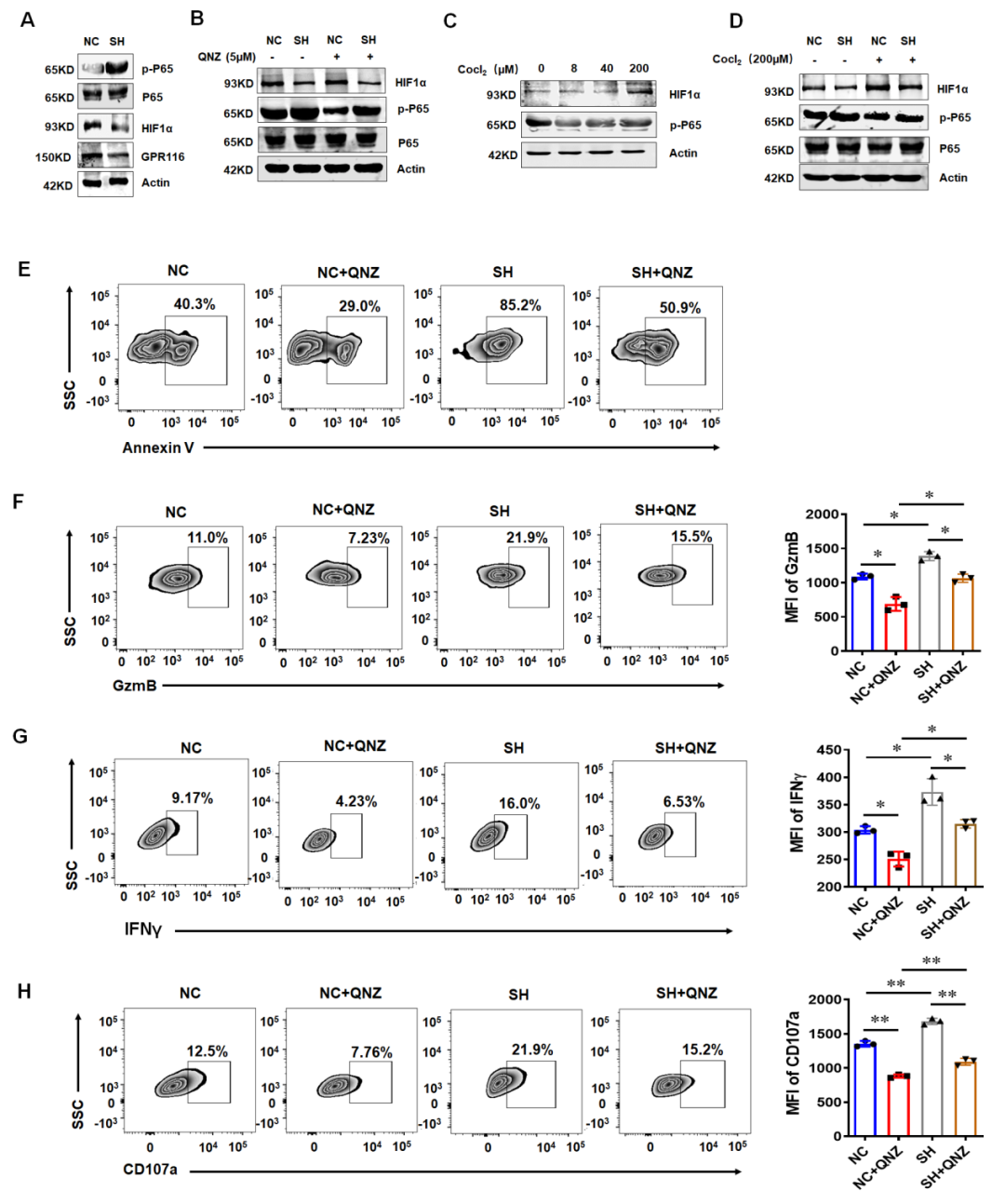Cell Biosci︱华东师大江文正团队发现GPR116受体作为潜在的免疫检查点调控NK细胞生物学功能的机制 - 知乎