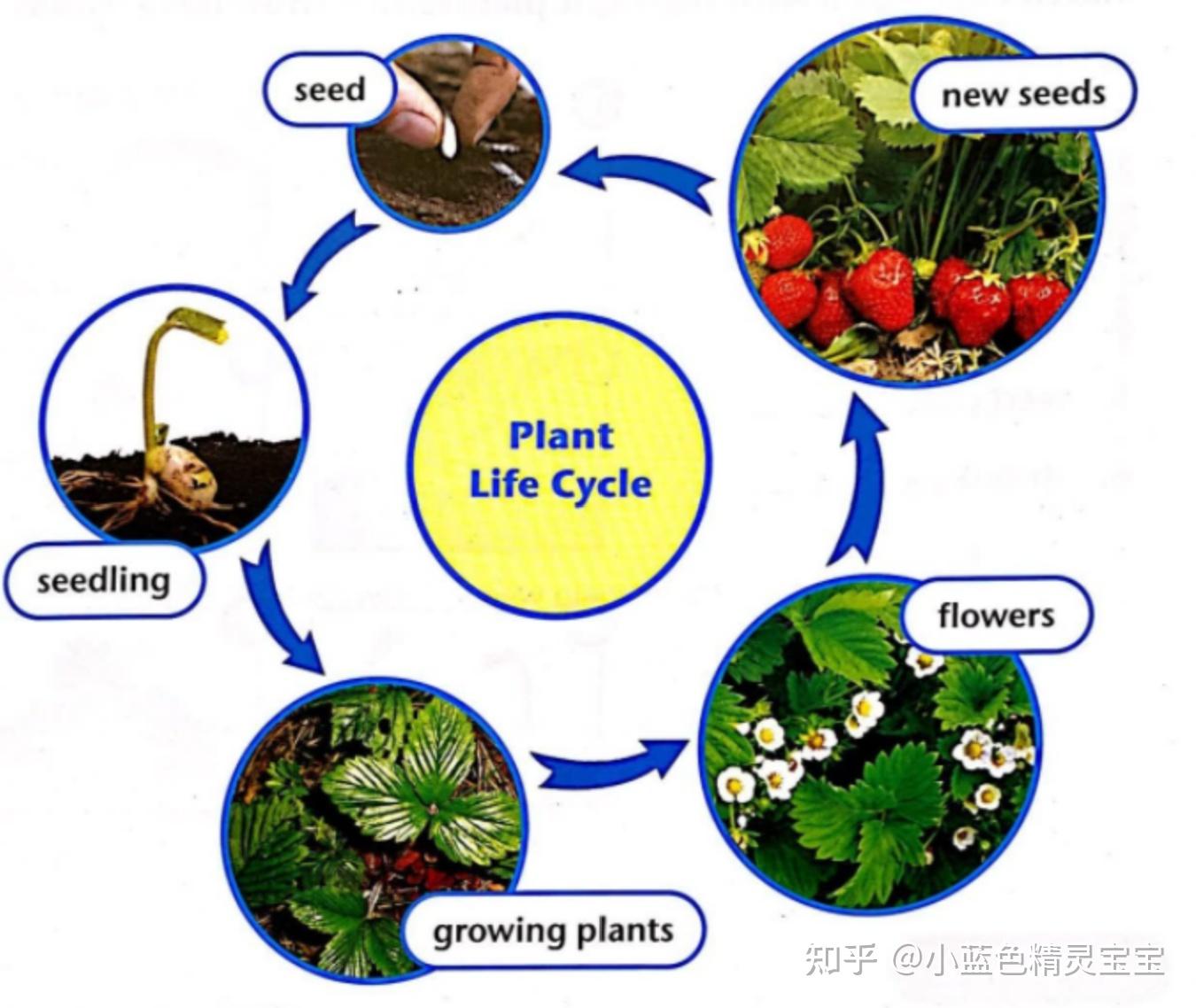 用英语思维学英语01-Part1.1 Life Science - 知乎