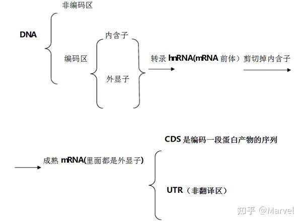 CDS区与exon的关系 - 知乎