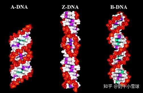 细胞：我裂开了！（1） - 知乎