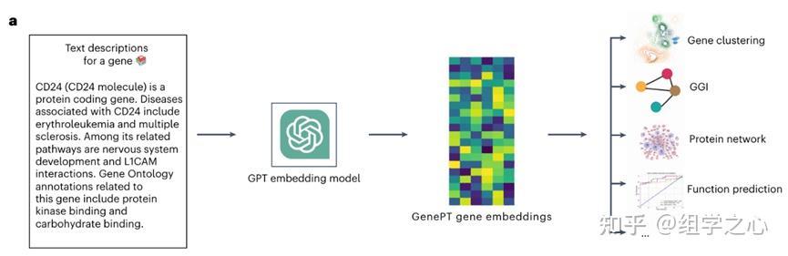 单细胞组学大模型（7）--- GenePT，一个可以在本地部署和使用的单细胞转录组大模型 - 知乎