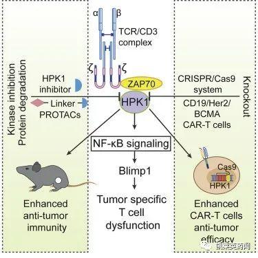 肿瘤免疫的“遥控器”，一起来看HPK1的最新研究进展 - 知乎