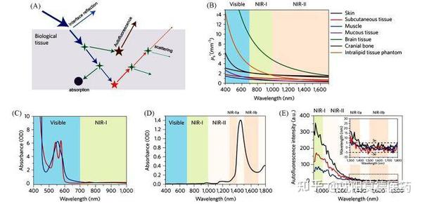 【NIR-II近红外二区成像】近红外二区小动物活体成像在肿瘤诊疗中的应用综述 - 知乎