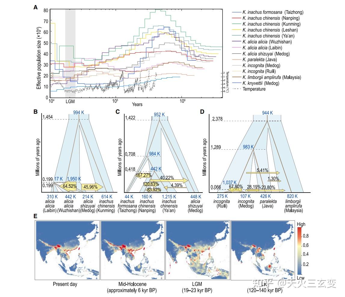 The evolution and diversification of oakleaf butterflies - 知乎