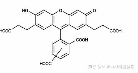 BCECF（CAS: 85138-49-4；pH荧光指示剂） - 知乎