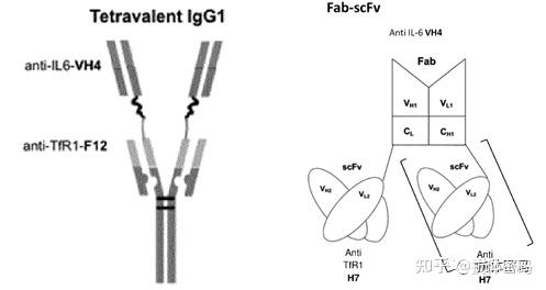 双特异抗体系列之--TfR - 知乎