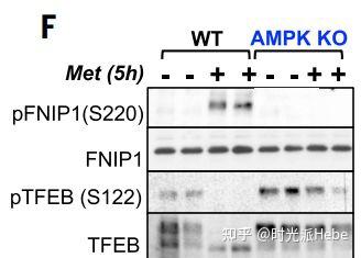 20年磨一剑！Science：索尔克研究所破解AMPK与线粒体合成关键蛋白 - 知乎