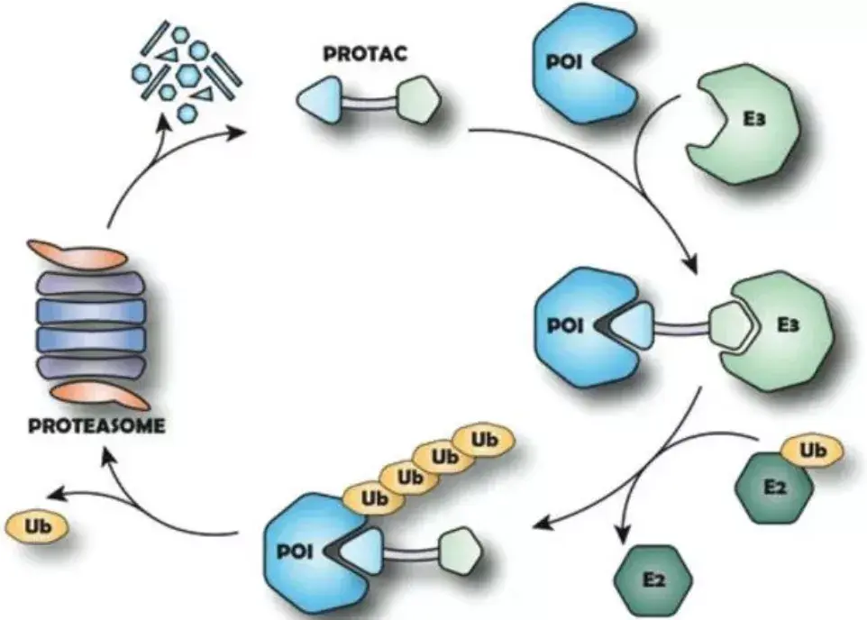 园区企业动态丨成都高新区“海创药业”中国首个口服AR PROTAC药物实现首例患者给药，祝贺！ - 知乎
