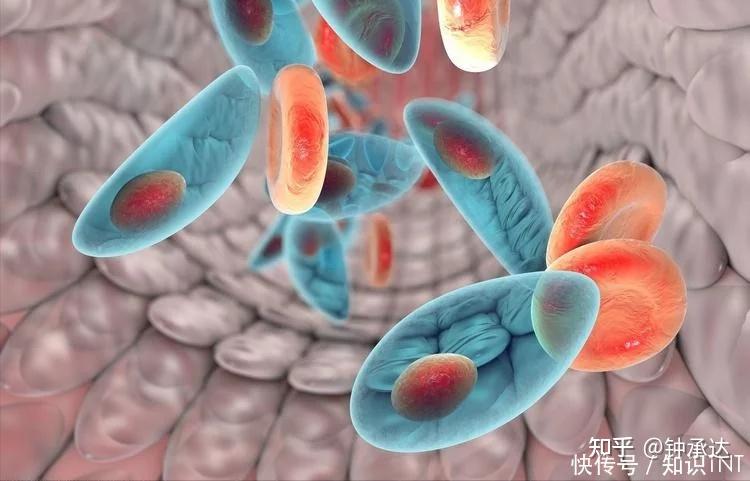 人体弓形虫：全球30%人携带却无疫苗，活体寄生或能操控思维（转载文章） - 知乎