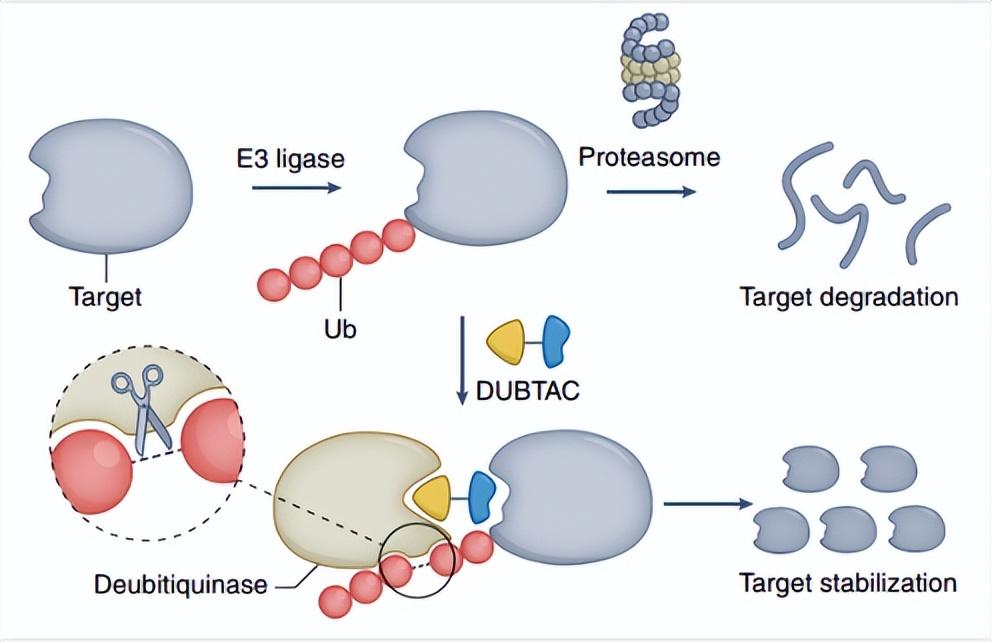 浅析PROTAC、分子胶靶向蛋白降解与靶向蛋白稳定技术 - 知乎