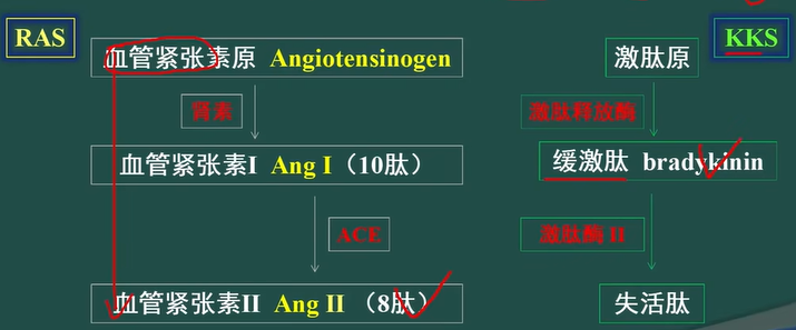 药理学03-3：调节RAAS系统的药物 - 知乎