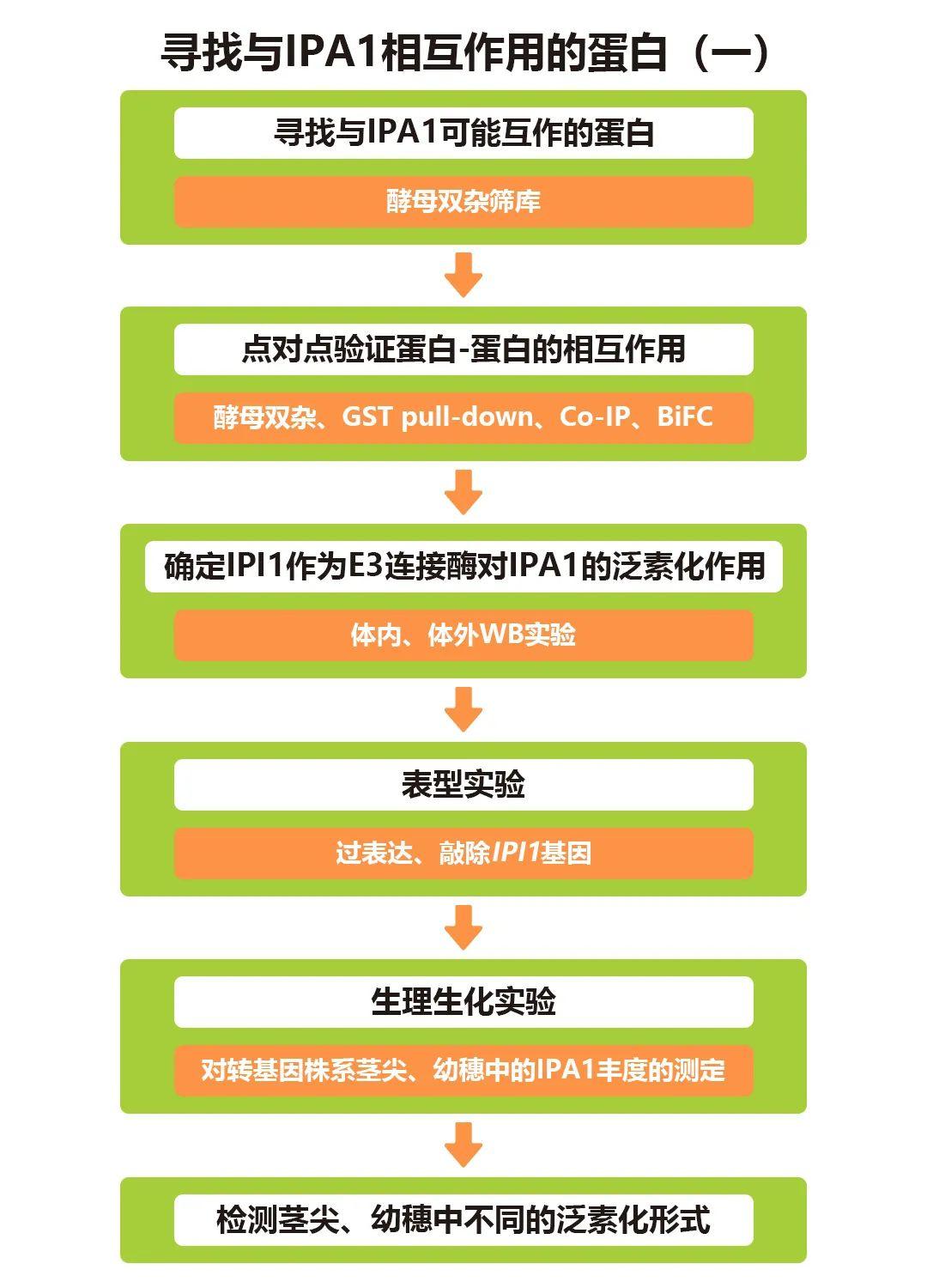 转录因子IPA1，次次都能发顶刊是怎么做到的？ - 知乎