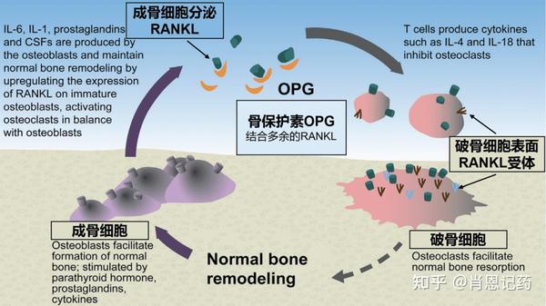 如何记住所有FDA批准生物药？| RANKL拮抗剂 | 普罗力®安加维®地舒单抗| 降低骨质疏松等相关骨事件 - 知乎