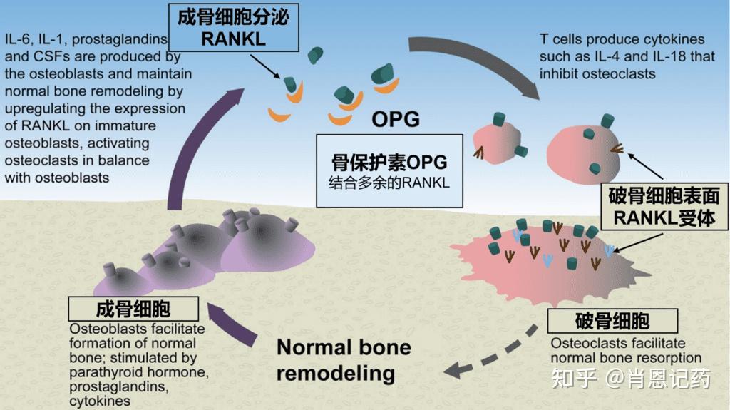 如何记住所有FDA批准生物药？| RANKL拮抗剂 | 普罗力®安加维®地舒单抗| 降低骨质疏松等相关骨事件 - 知乎