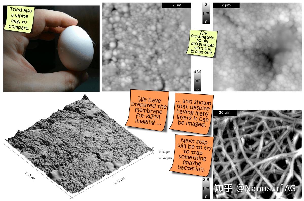 FridayAFM - 蛋壳的秘密 - 知乎