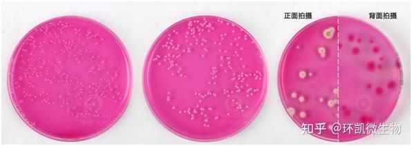 科普篇：如何理解微生物检测中的CFU？ - 知乎