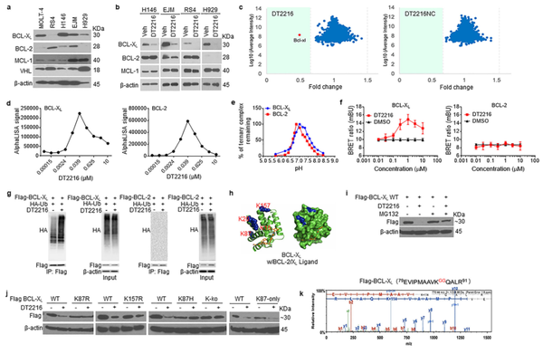 选择性 BCL-XL PROTAC 降解剂实现安全有效抗肿瘤活性 - 知乎