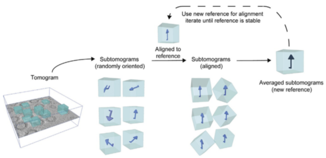 结构生物学的下一个突破：cryo-ET - 知乎