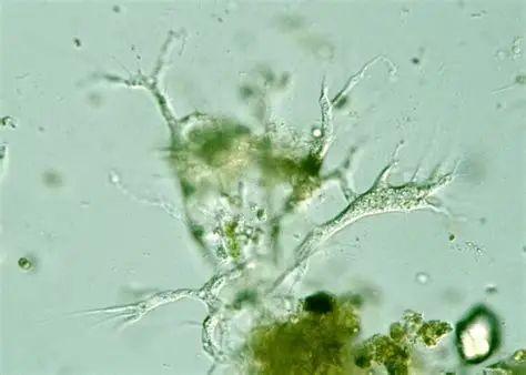 内黏菌门Endomyxa：一个爱好素食的变形吸血鬼家族的故事 - 知乎