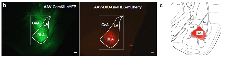 锥体神经元研究利器—Thy1-Cre鼠实验服务 - 知乎