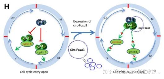 干货分享| RNA结合蛋白免疫沉淀（RIP）实验原理及报告解析 - 知乎
