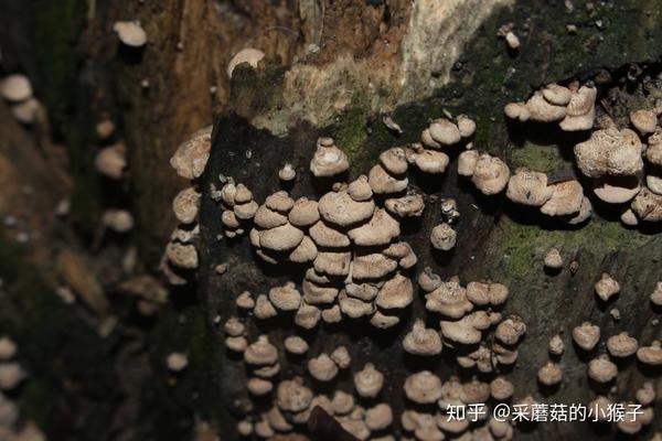 真菌发光之谜被破解 - 知乎