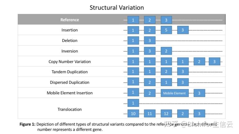 重测序分析（8）SV CNV 注释 - 知乎