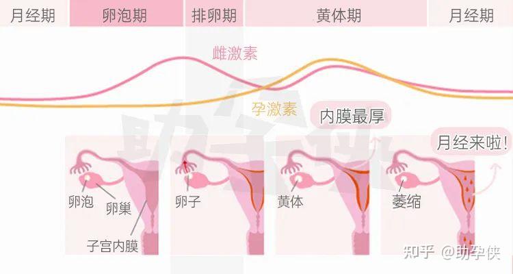 这5种排卵检测，你适合哪一种？ 知乎