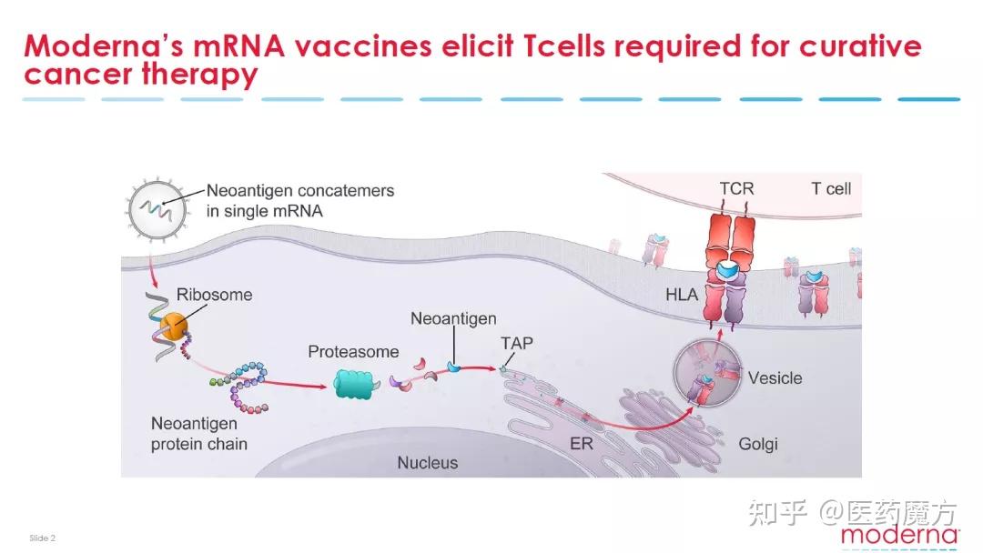 mRNA疫苗抗癌，从Moderna公司的KRAS疫苗说起 - 知乎
