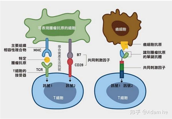 CART与TCRT介绍 - 知乎