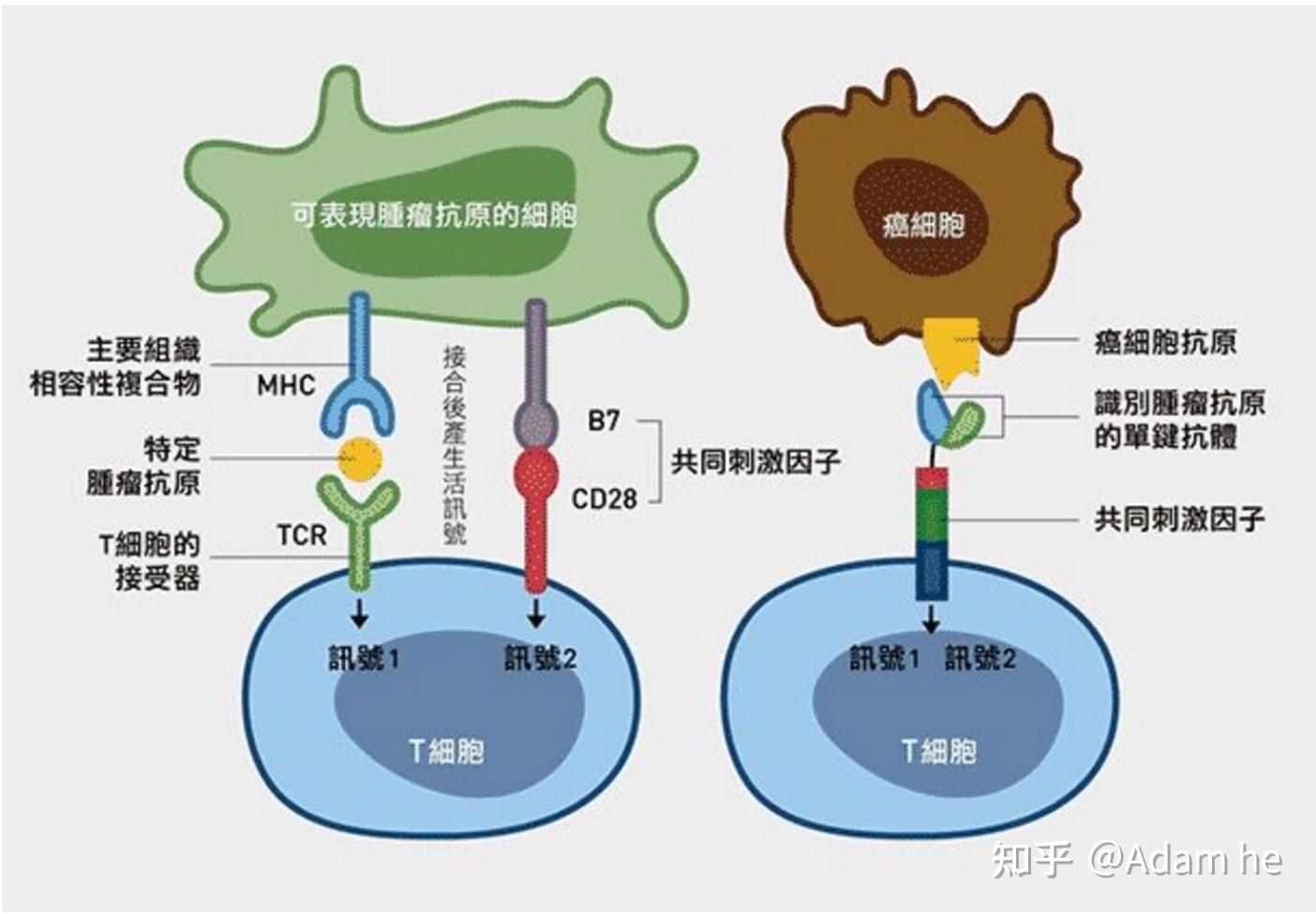 CART与TCRT介绍 - 知乎