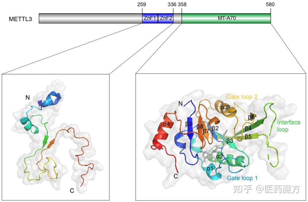 Nature里程碑：肿瘤新靶点METTL3，潜在first-in-class白血病新药显现 - 知乎