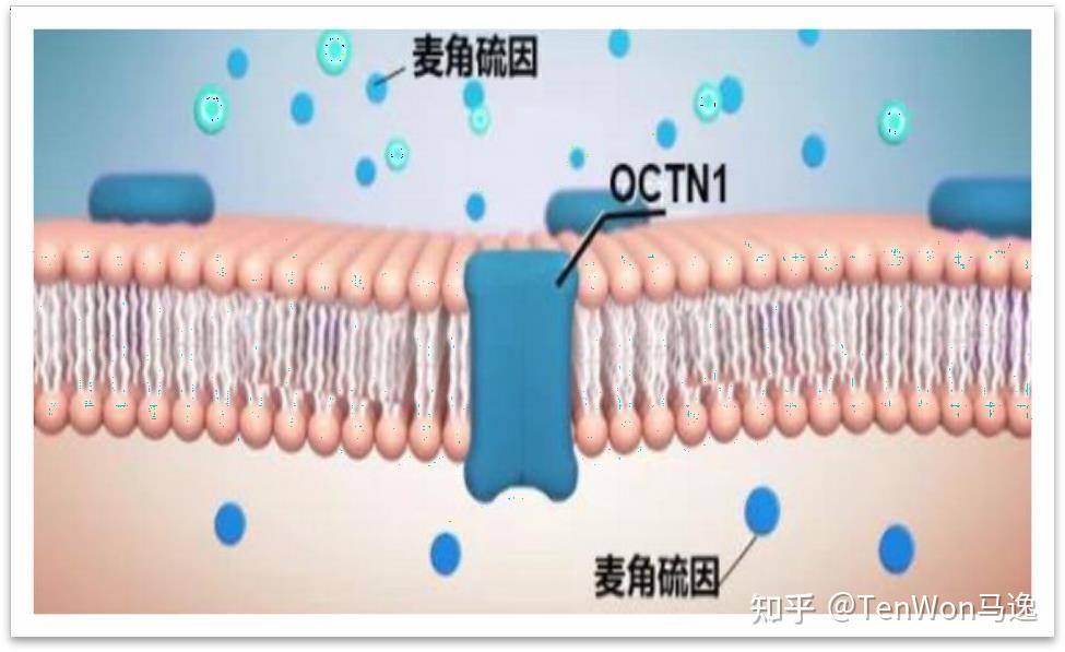 “超级抗氧化剂”，麦角硫因担得起C位吗？ - 知乎