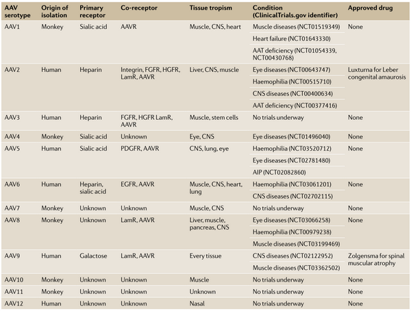 Nature遗传学综述｜用于基因治疗的工程化腺相关病毒载体 - 知乎