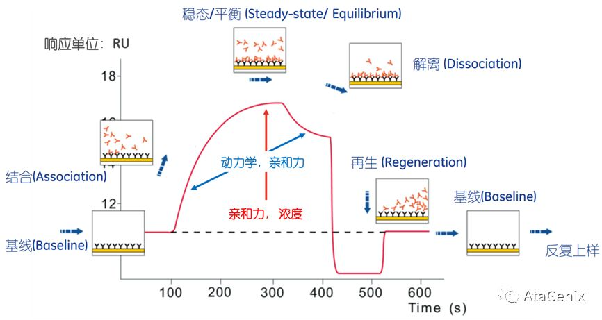 干货—Biacore分子间相互作用在科研中的应用最全汇总 - 知乎