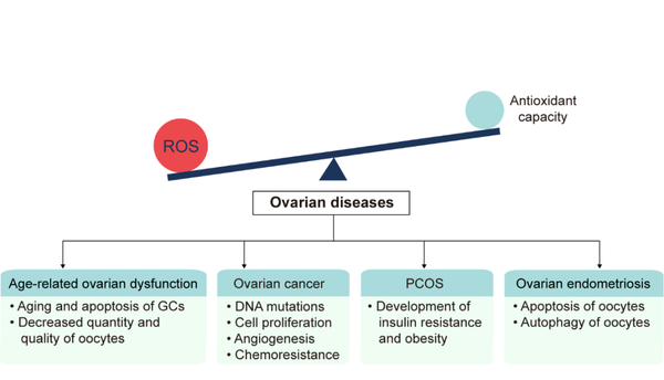 Redox Biol 综述︱中国医科大学盛京医院李达/那芷菁团队评述ROS在卵巢疾病的作用及抗氧化策略 - 知乎