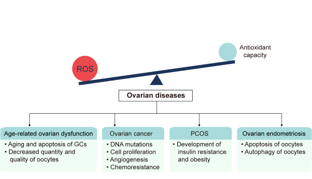 Redox Biol 综述︱中国医科大学盛京医院李达/那芷菁团队评述ROS在卵巢疾病的作用及抗氧化策略 - 知乎