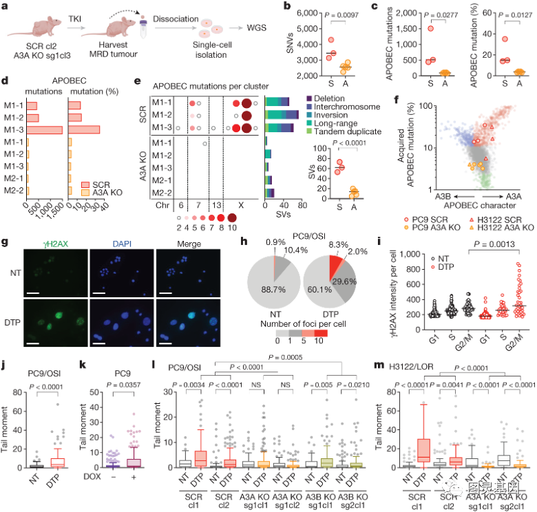 Nature ｜ 治疗诱导的APOBEC3A驱动耐药癌细胞进化 - 知乎