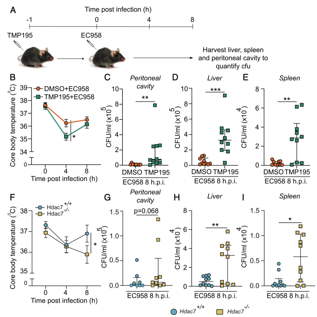 PNAS丨HDAC7 是一种免疫代谢开关，可对巨噬细胞中抗菌反应与炎症反应的危险信号进行分类 - 知乎