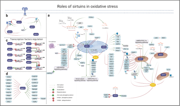 SIRT和AMPK靶点通路知识讲解 - 知乎