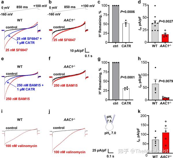 代谢学人--Nature：U，执行A计划！线粒体UCP1/AAC机制大揭秘 - 知乎