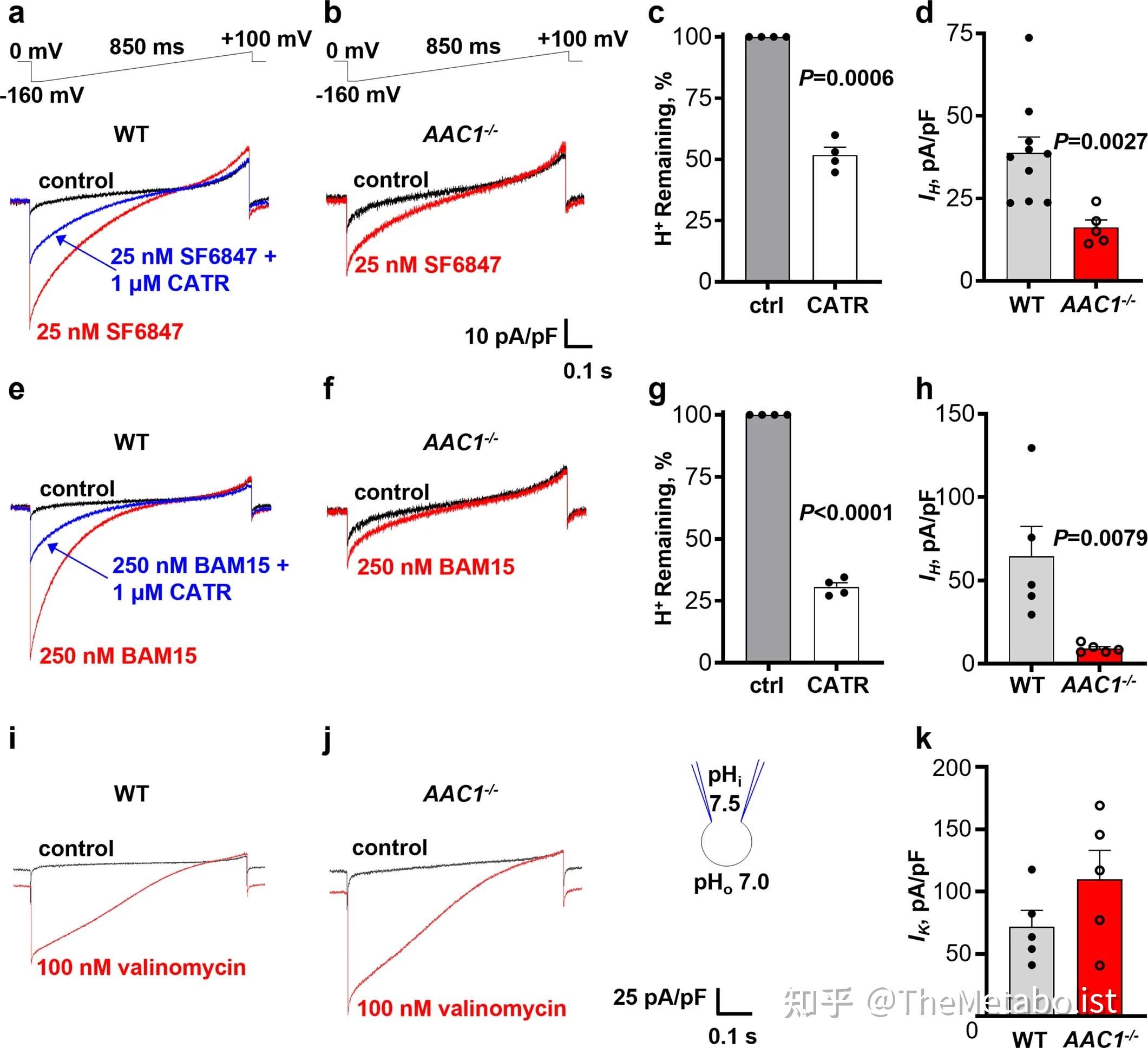 代谢学人--Nature：U，执行A计划！线粒体UCP1/AAC机制大揭秘 - 知乎