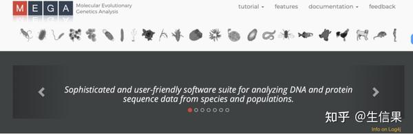 MEGA——序列比对，绘制发育树 - 知乎