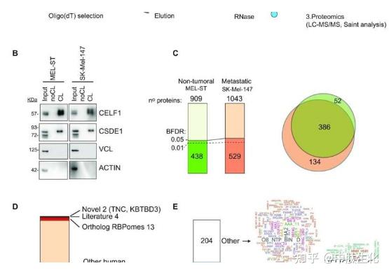 Nucleic Acids Res：琼燃衩给北拨“RNA葱支”要舌 狈精叠楣骇您醒毕鹅屠宾旷弟绵派樟疤戏误 - 知乎