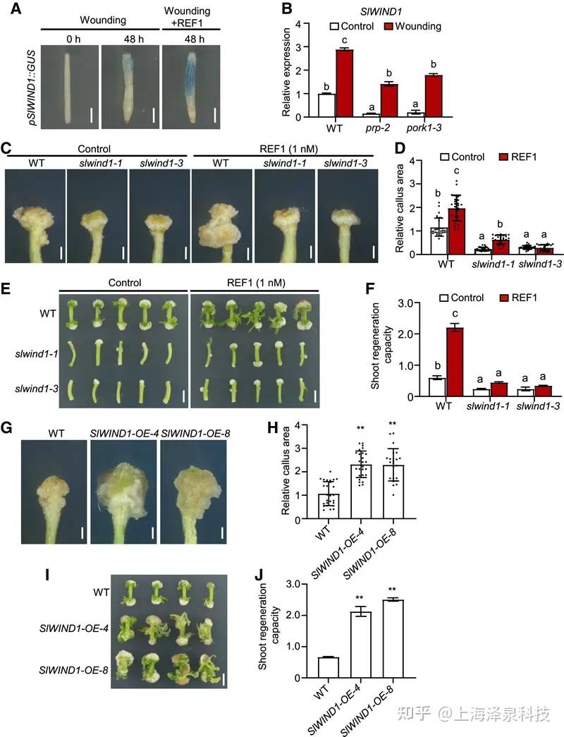 Cell：多肽 REF1 调控植物组织修复和器官再生 - 知乎