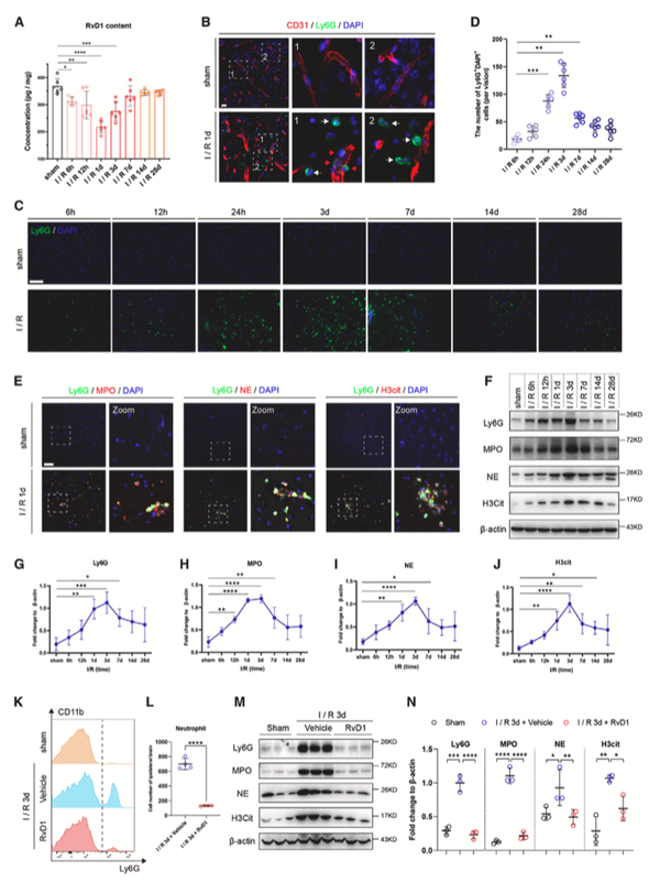 Cell Reports 丨Resolvin D1 重编程能量代谢促进小胶质细胞吞噬缺血性脑卒中后的中性粒细胞 - 知乎